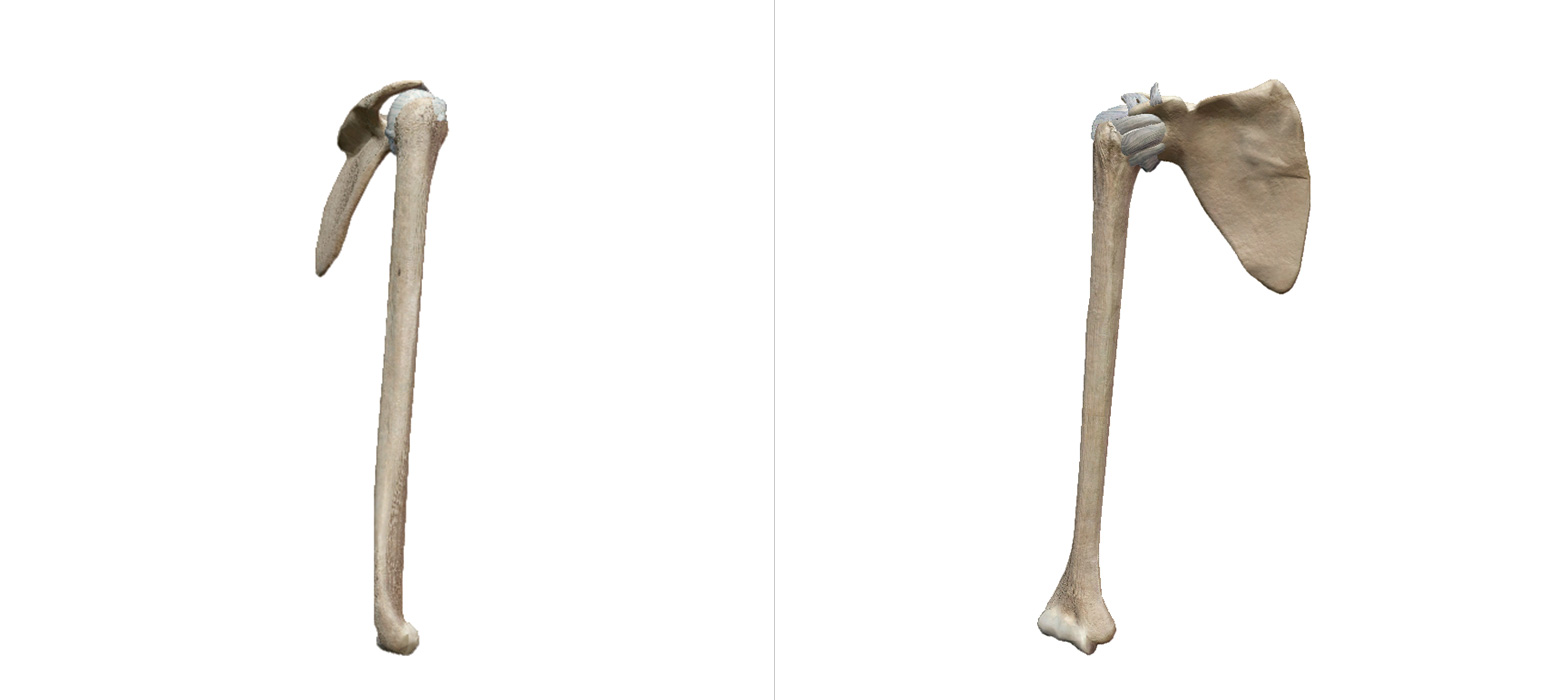 Fracture de l'humérus | Institut de kinésithérapie | Paris